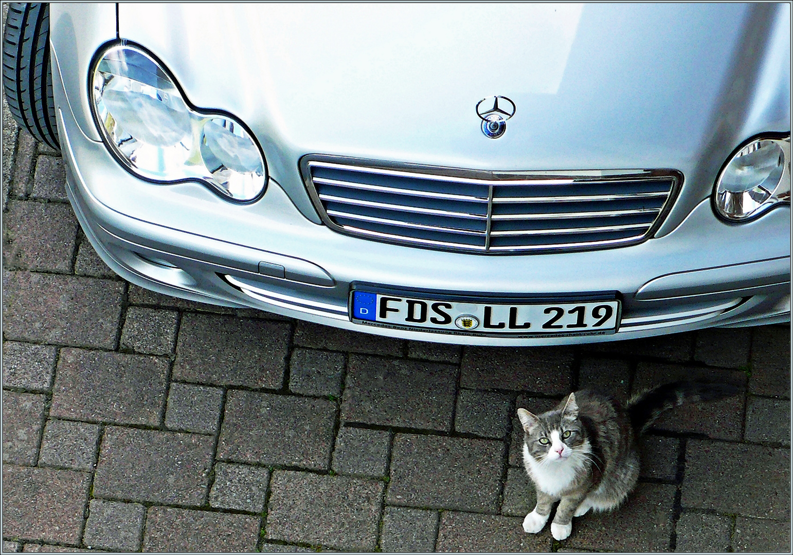 Can You Give Me A Ride Foto And Bild Tiere Haustiere Katzen Bilder Auf Fotocommunity