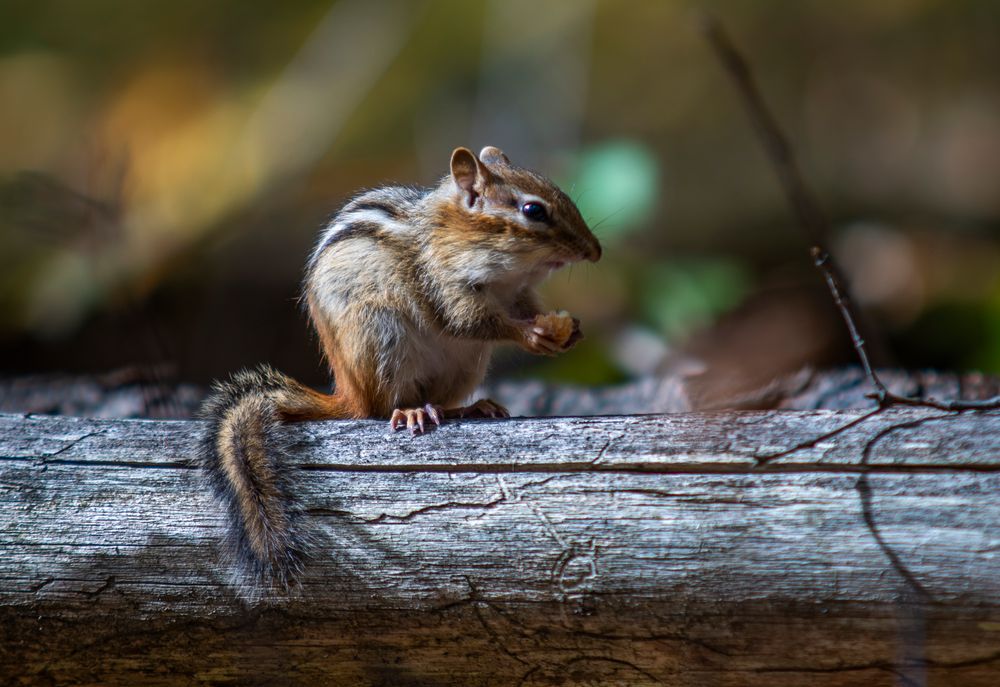 Canada No. 1 Chipmunk Foto & Bild | world, natur, herbst Bilder auf ...