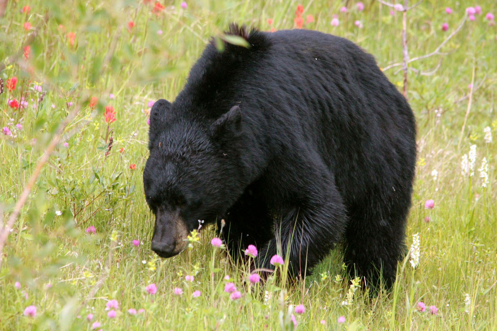 Canadian Black Bear