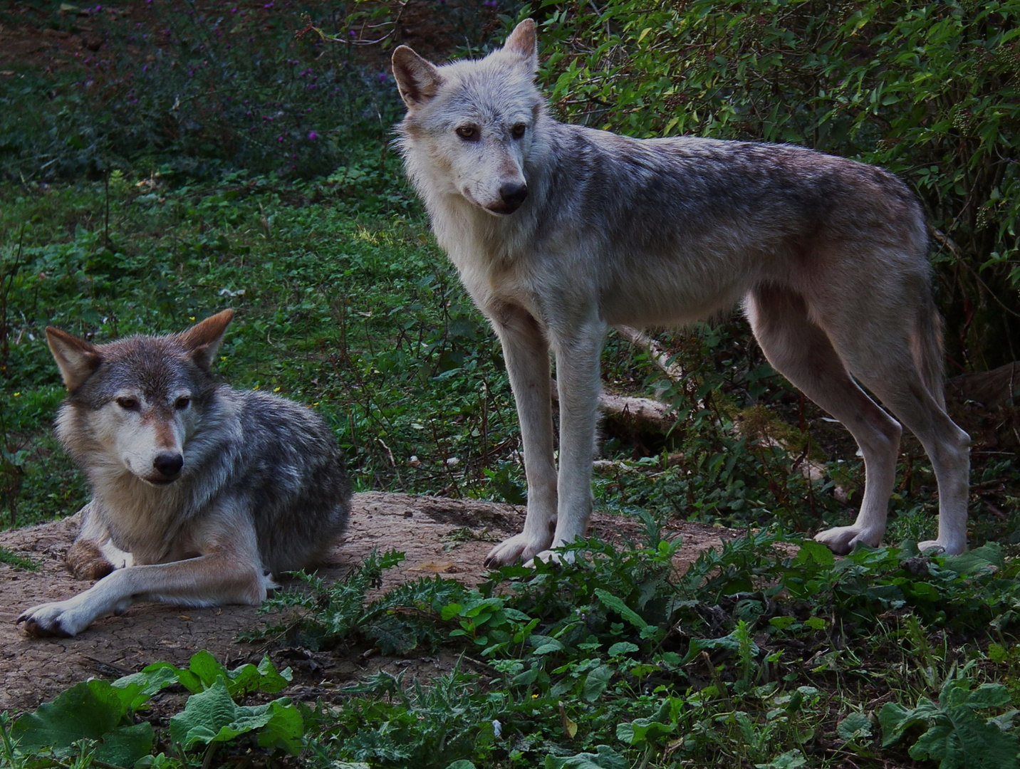 Canadian Timber Wolf