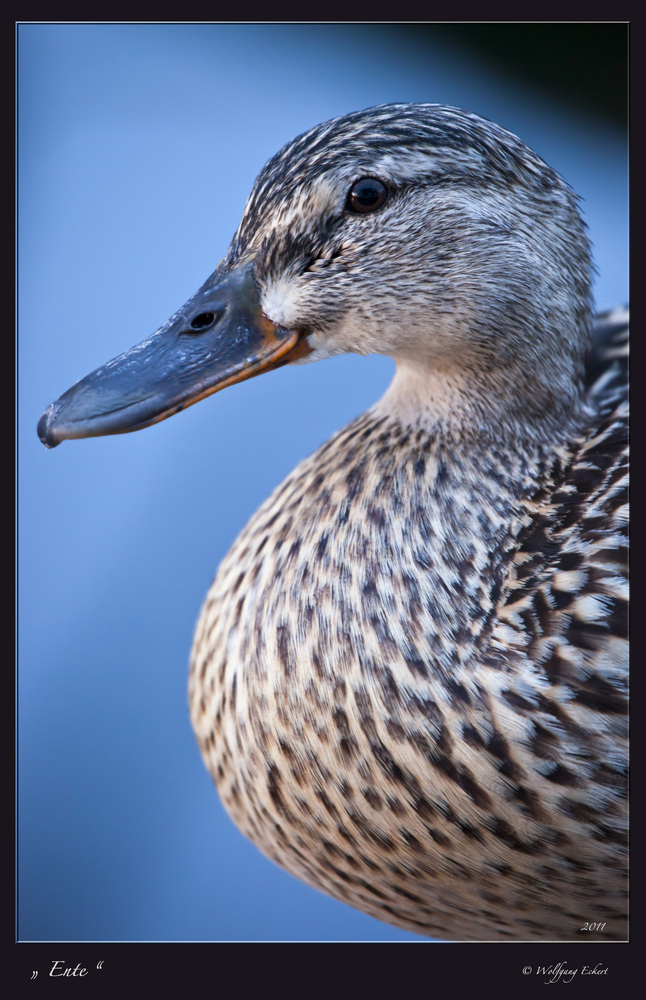 " Canard " Foto & Bild | animaux, animaux sauvages, oiseaux Bilder auf ...