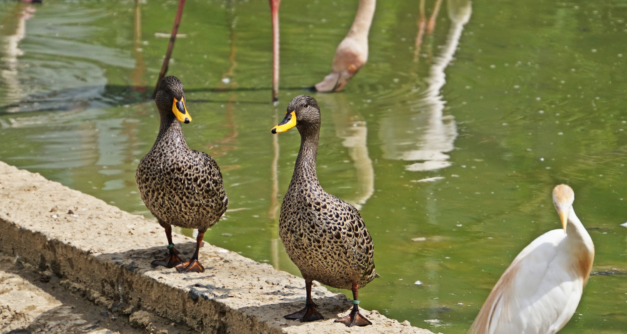 Canard à bec jaune..... photo et image | france, nature, animaux Images ...