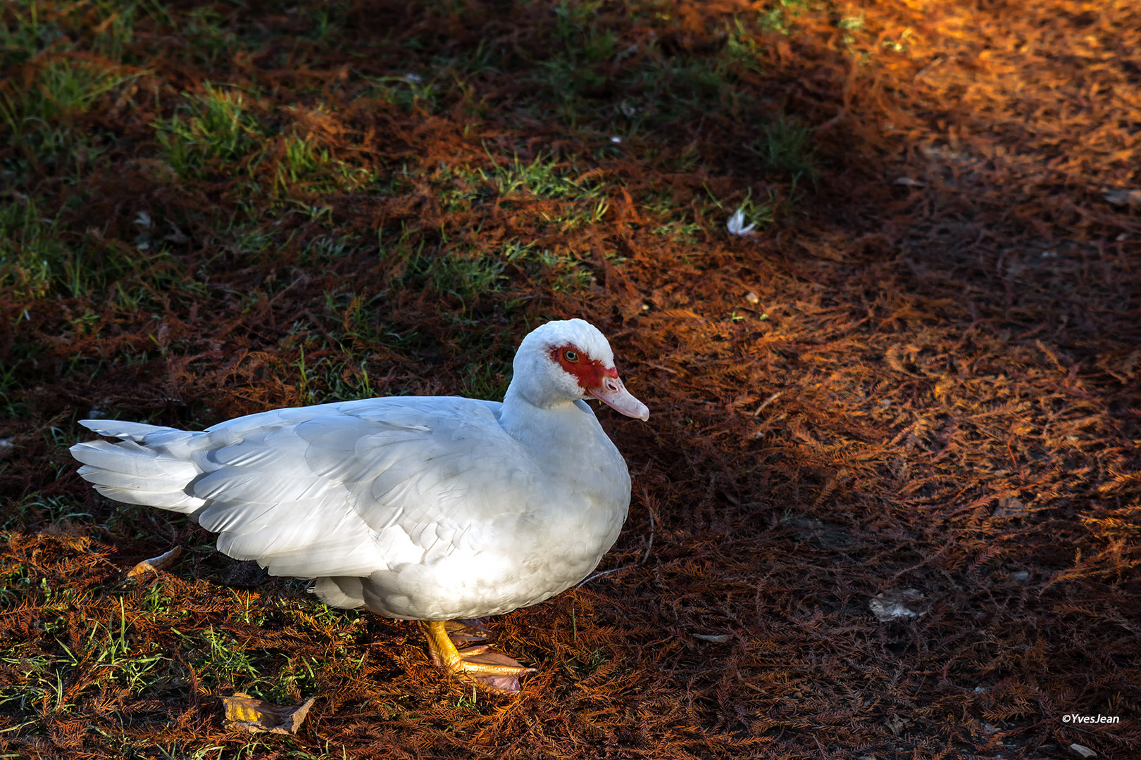 CANARD BLANC DE BARBARIE photo et image | animaux, canard blanc de ...