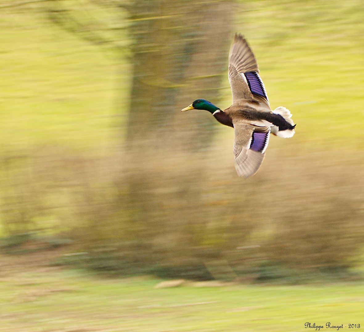 Canard photo et image | animaux, animaux sauvages, oiseaux Images ...