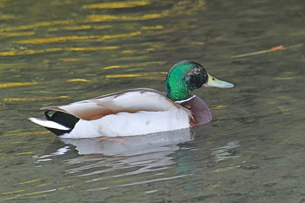 Canard colvert mâle photo et image | animaux, animaux sauvages, oiseaux ...