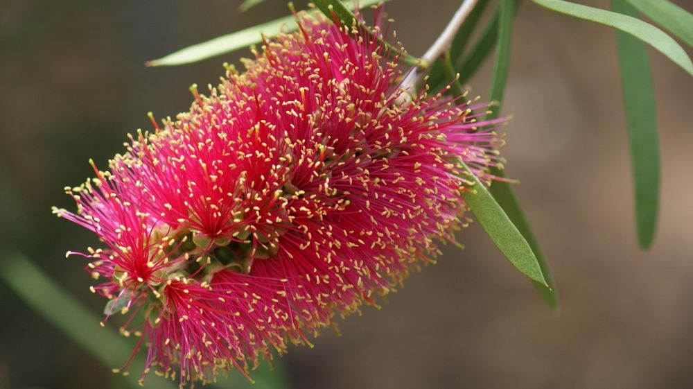 Canarias en Flor. Imagen & Foto | plantas, flores, naturaleza Fotos de ...