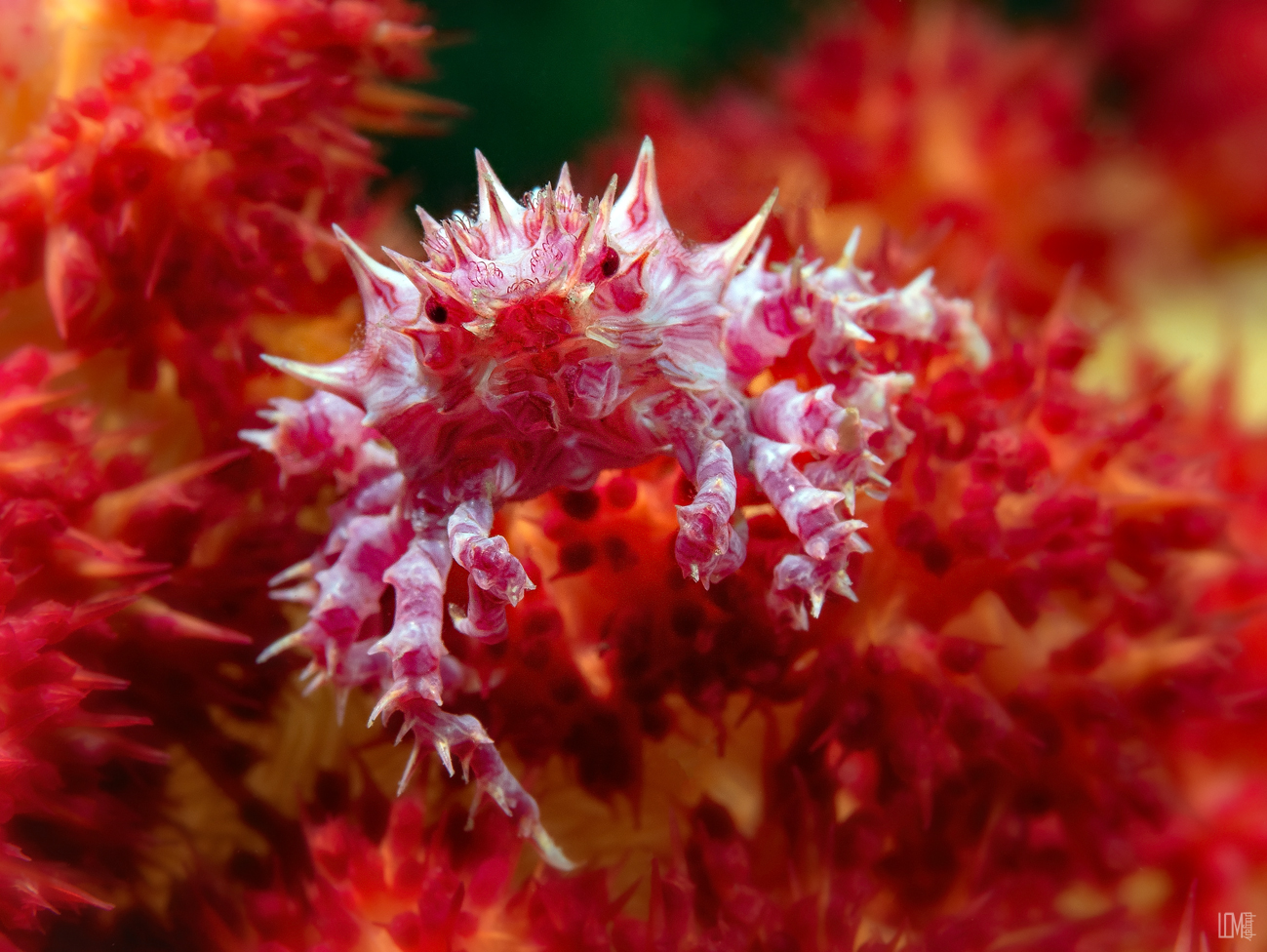 Candy Crab Foto & Bild | photography, strait, candy Bilder auf ...