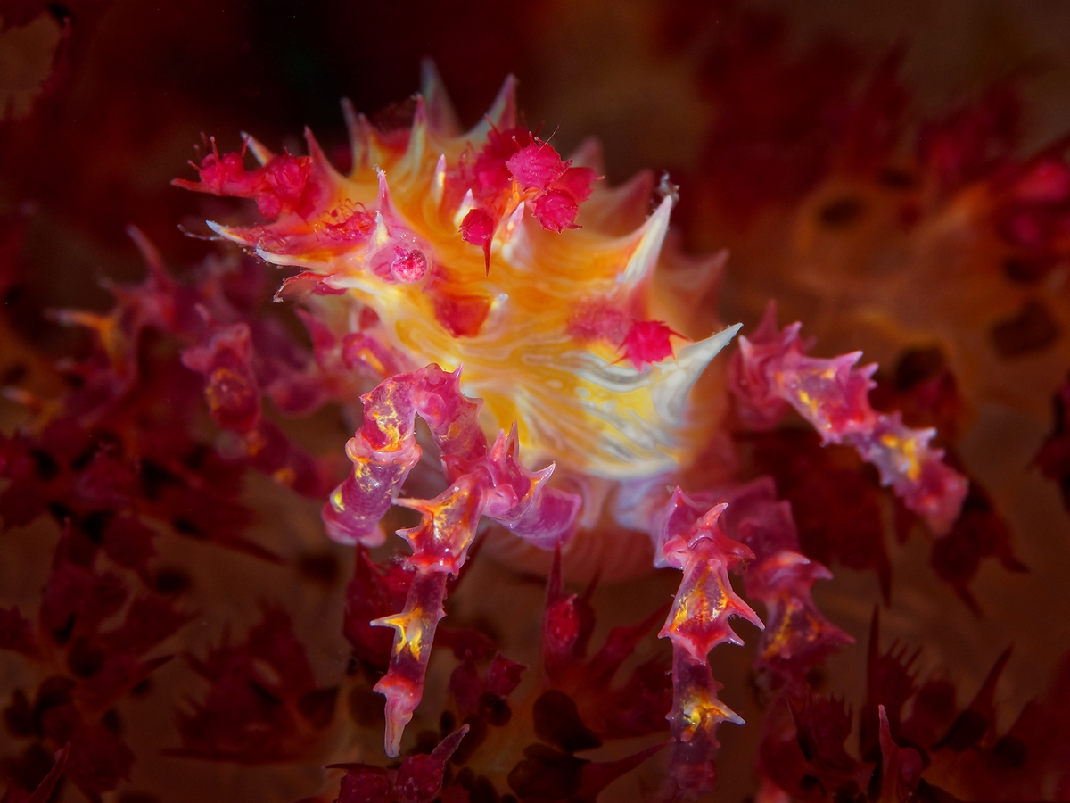 Candy Crab Foto & Bild | fotos, wasser, makro Bilder auf fotocommunity