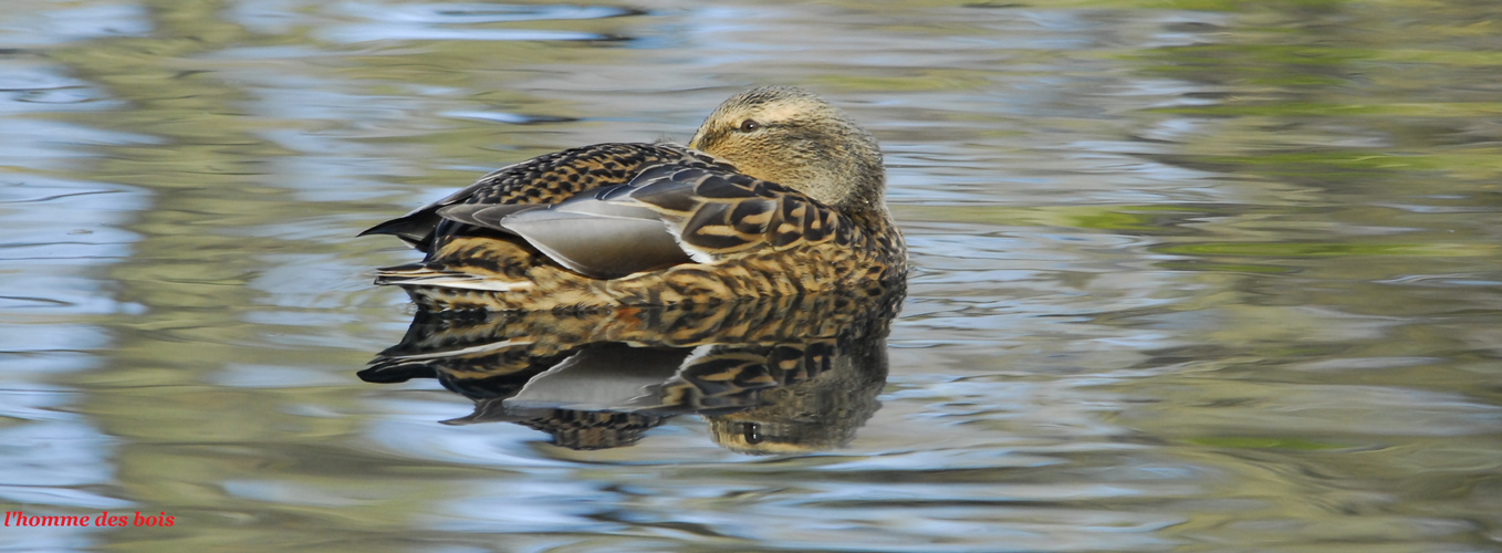 cane photo et image | nature, animaux, oiseaux Images fotocommunity