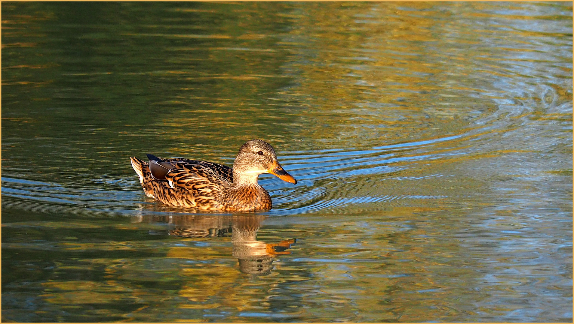 Cane colvert photo et image | france, nature, world Images fotocommunity