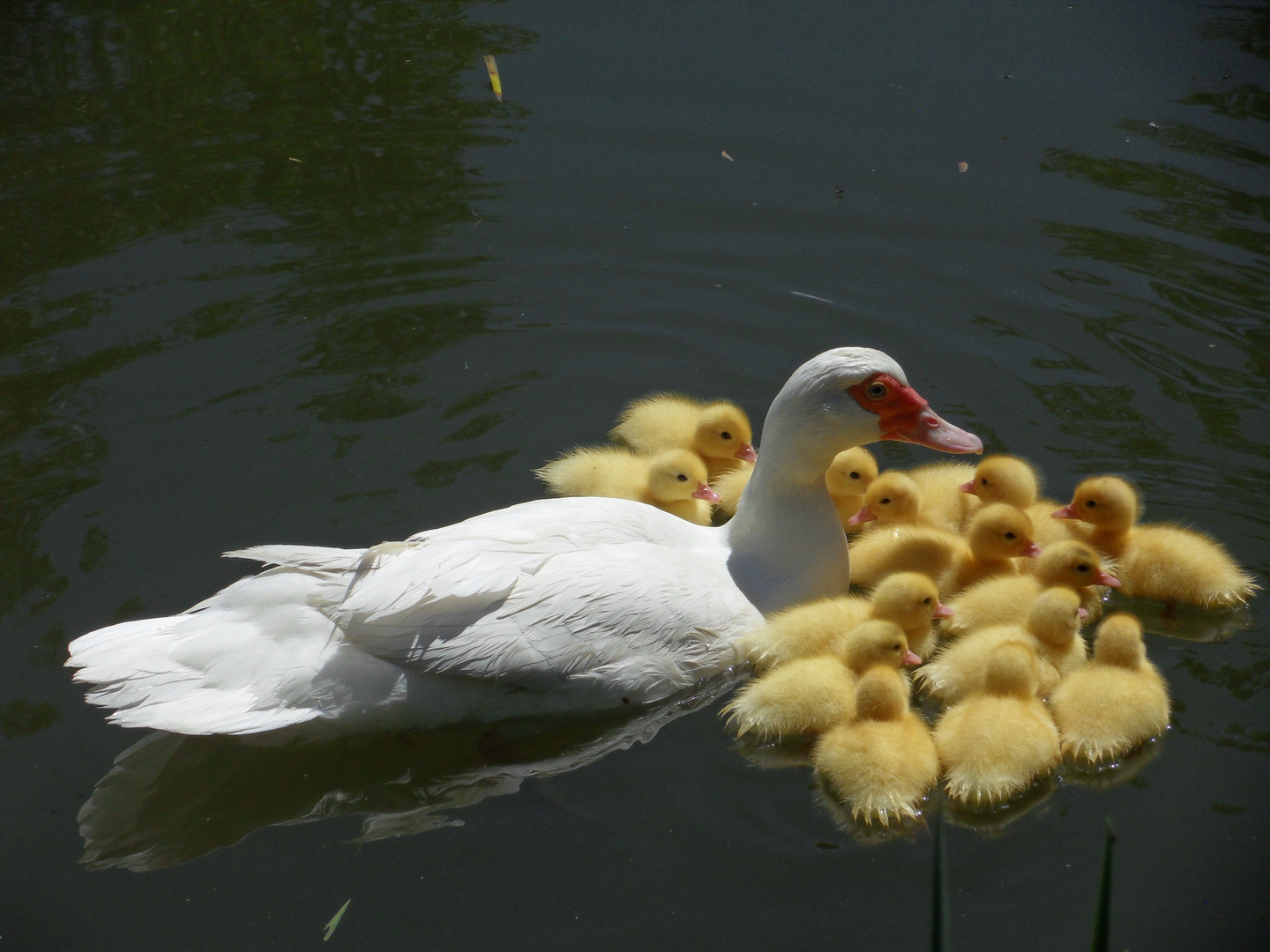 cane et canetons sur un étang photo et image | animaux, animaux ...