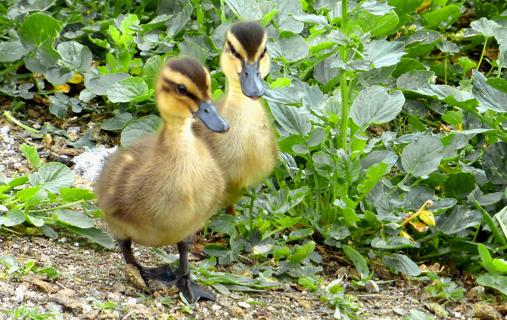 Canetons colverts. photo et image | animaux, animaux sauvages, oiseaux ...