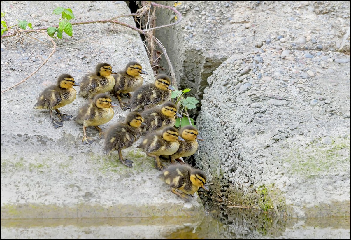Canetons photo et image | oiseaux, fleurs, animaux Images fotocommunity