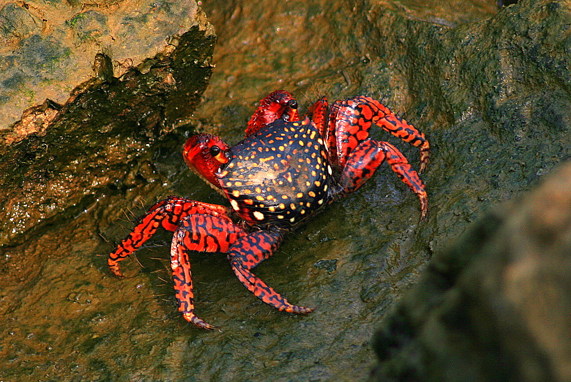 Cangrejo.. Imagen & Foto | animales, animales marinos , naturaleza ...
