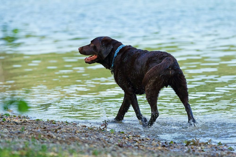 Canis lupus familiaris - Haushund Foto & Bild | natur, tiere, haustiere ...