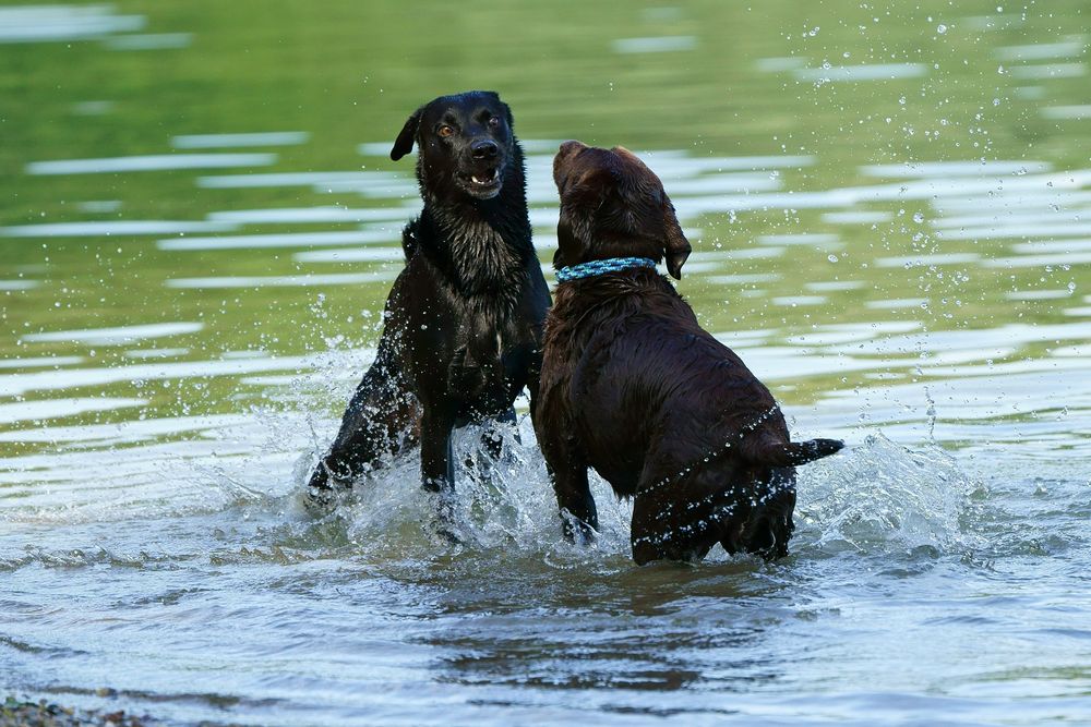 Canis lupus familiaris - Haushund Foto & Bild | natur, tiere, haustiere ...