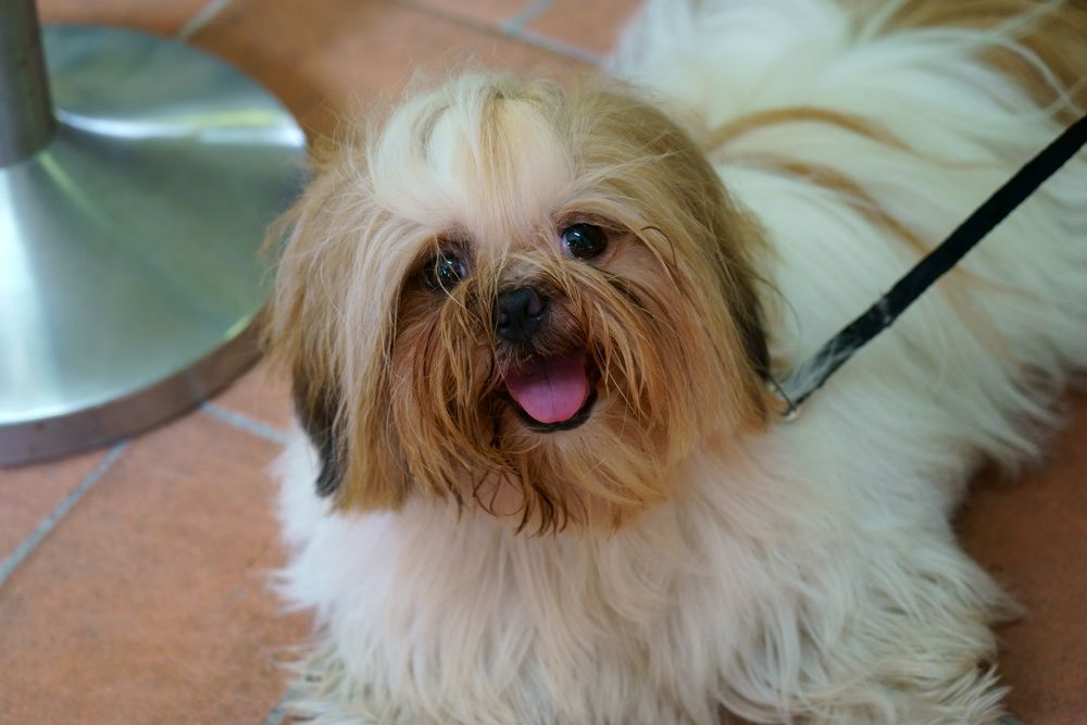 Canis lupus familiaris - Haushund Foto & Bild | tiere, haustiere, hunde ...