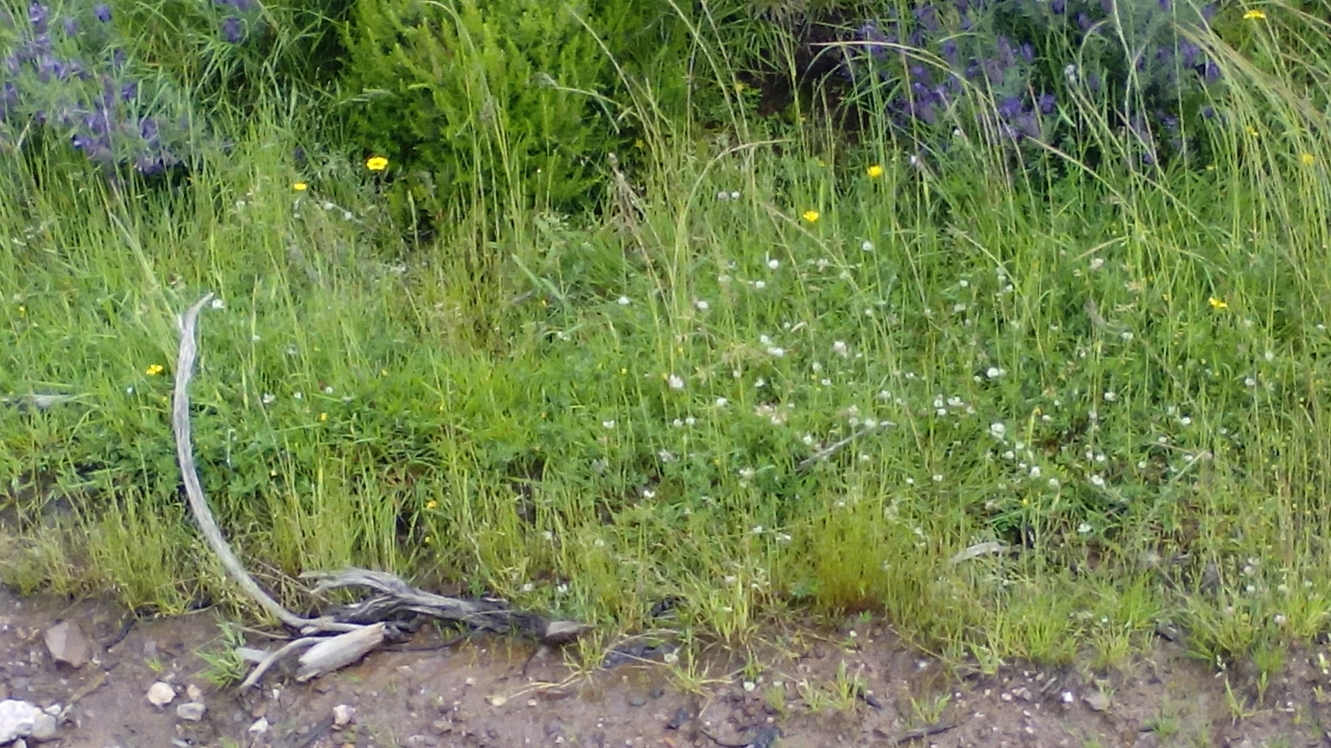 Canta la rana ??? Imagen & Foto | natur, naturaleza, primavera Fotos de ...