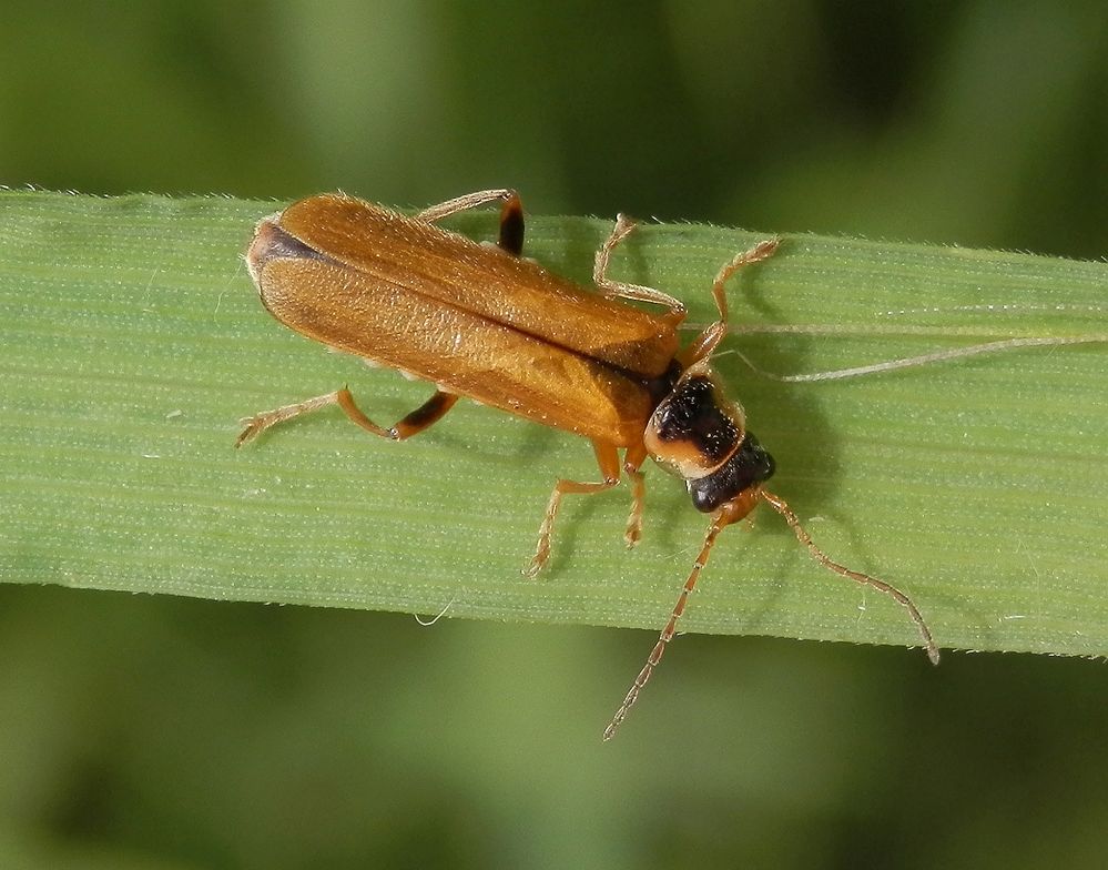 Cantharis decipiens - ein Weichkäfer ohne deutschen Namen Foto & Bild ...