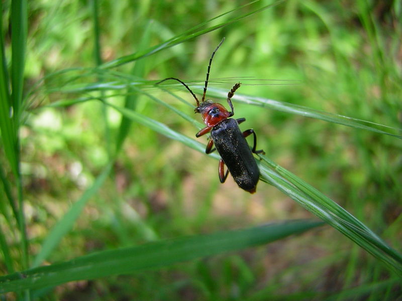 Cantharis Fusca Single W Foto & Bild | tiere, wildlife, insekten Bilder ...