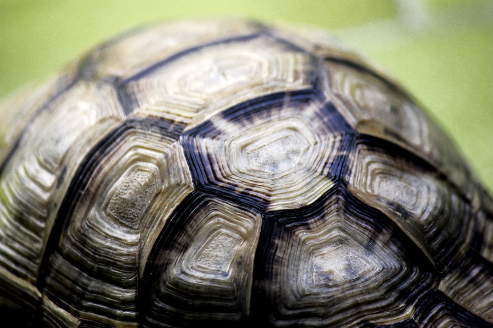 Caparazón Imagen & Foto | animales, animales domésticos, naturaleza ...