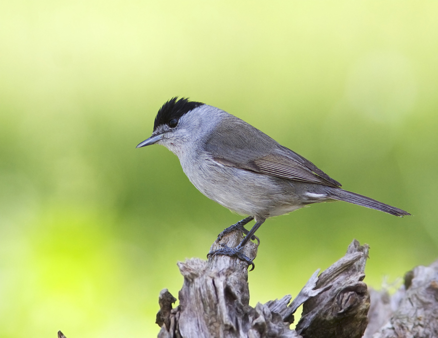 Capinera Foto % Immagini| animali, uccelli allo stato libero, animali ...