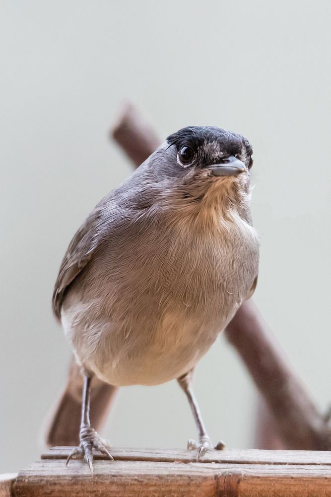 Capinera Foto % Immagini| animali, uccelli allo stato libero, animali ...