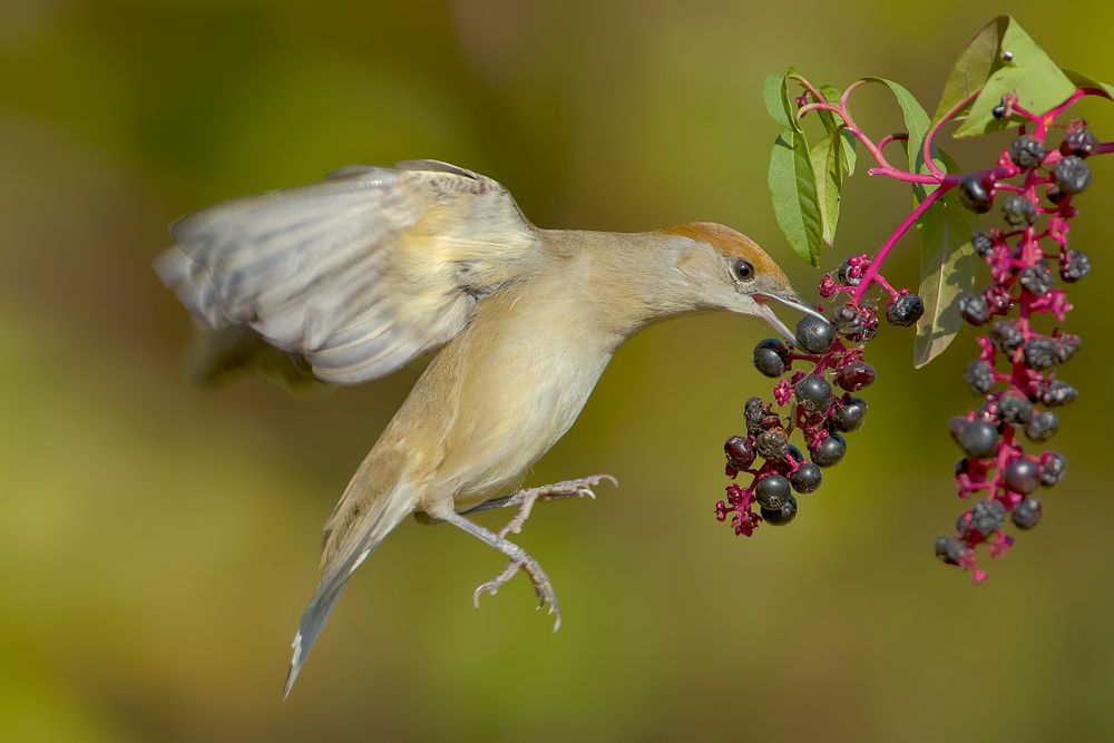 capinera Foto % Immagini| fotos, nature, animali Foto su fotocommunity