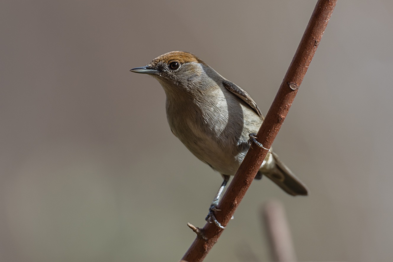 Capinera Foto % Immagini| animali, uccelli allo stato libero, animali ...