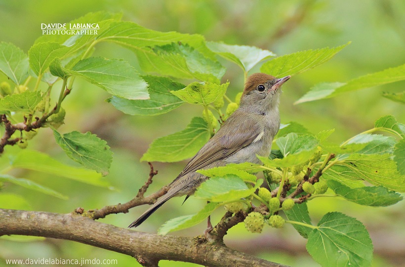 capinera femmina Foto % Immagini| animali, uccelli allo stato libero ...
