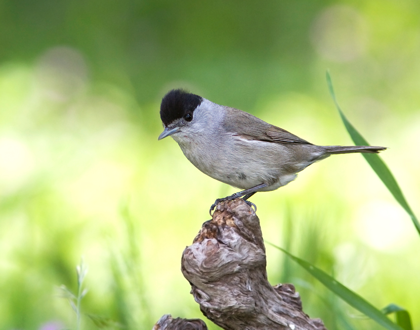 Capinera1 Foto % Immagini| passeracei Foto su fotocommunity