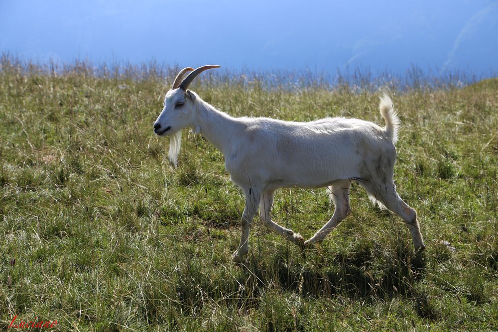 capra Foto % Immagini| animali, canon, fiori Foto su fotocommunity