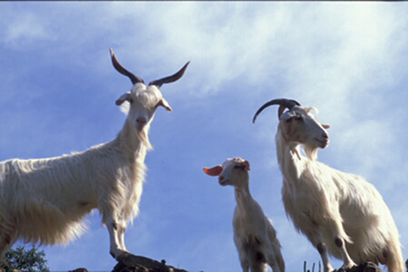 Capre al pascolo - Sardegna Foto % Immagini| animali, sardegna ...