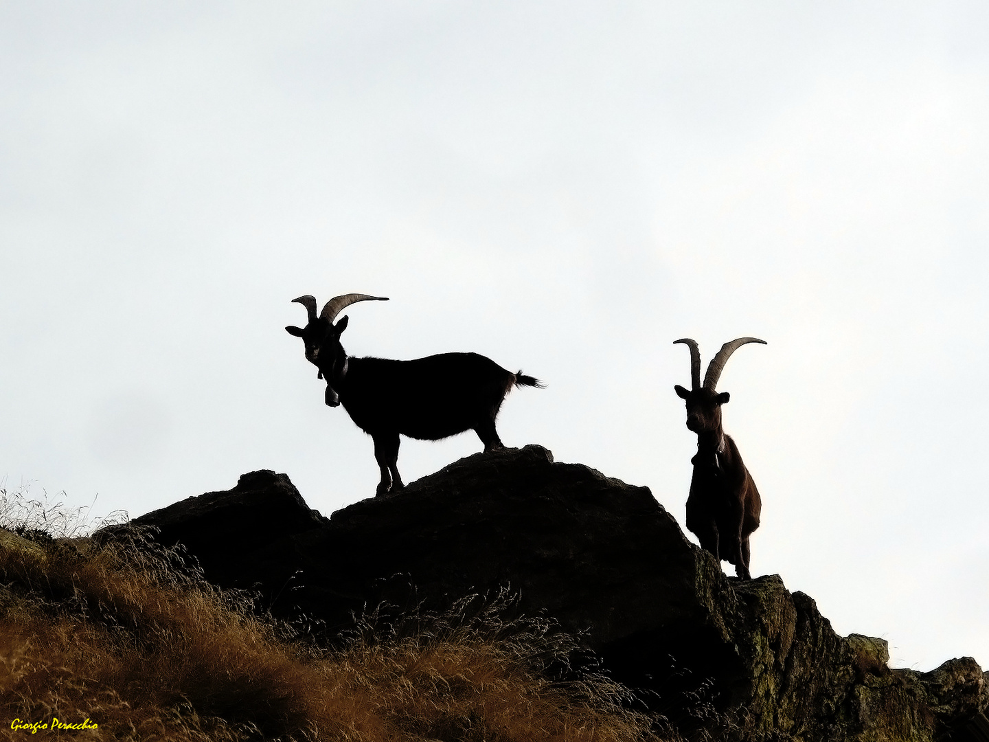 Capre......... Foto % Immagini| paesaggi, montagna, natura Foto su ...