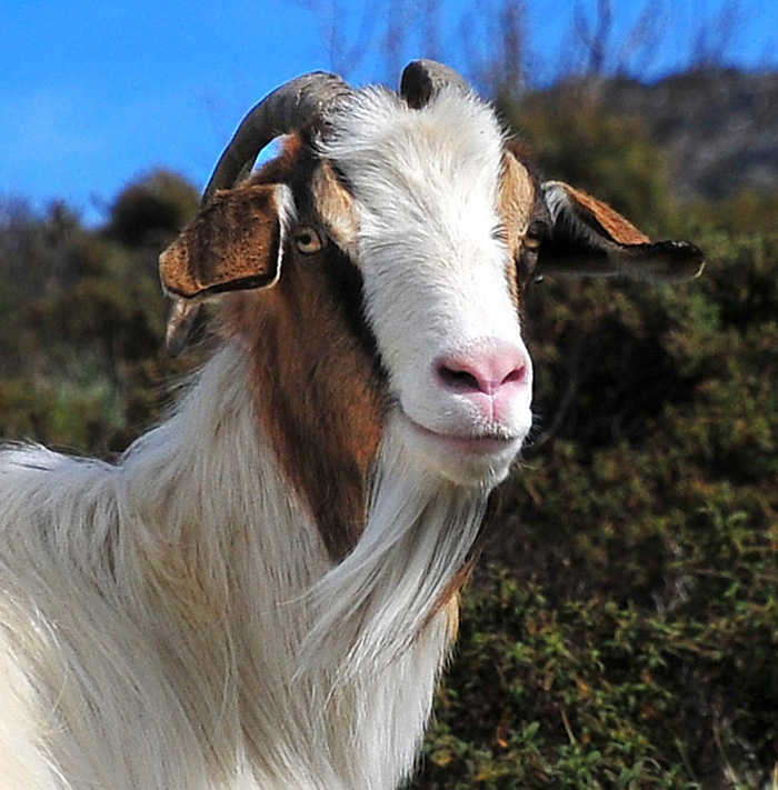 Capretta Barbetta Foto % Immagini| animali, animali domestici e da ...