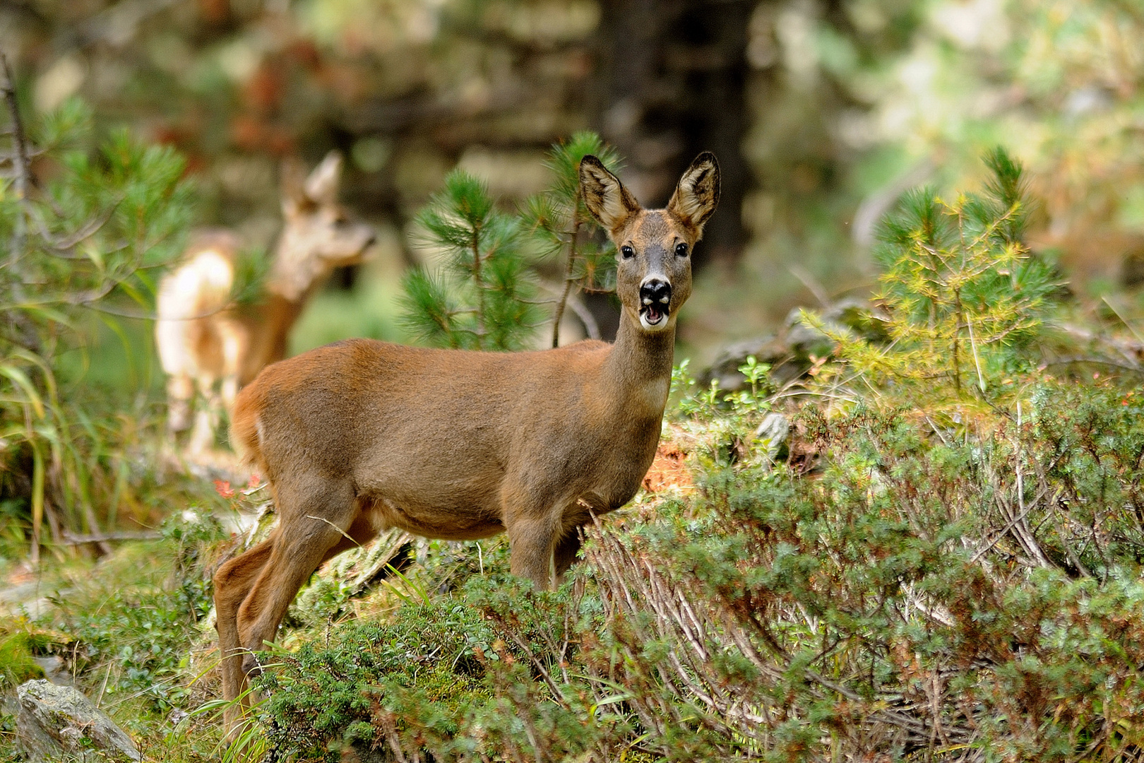 Capriola con piccolo Foto % Immagini| animali, mammiferi allo stato ...