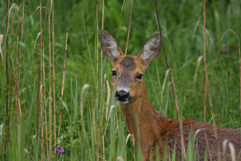 Capriola Foto % Immagini| animali, mammiferi allo stato libero, animali ...