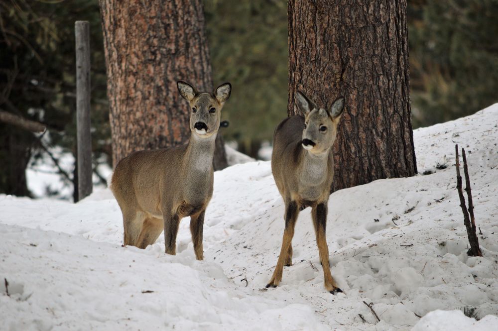 Caprioli Foto % Immagini| natura Foto su fotocommunity