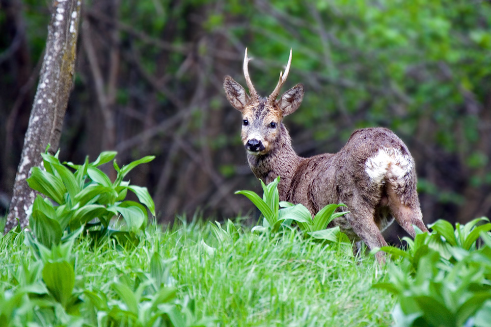 Capriolo Foto % Immagini| animali, mammiferi allo stato libero, animali ...