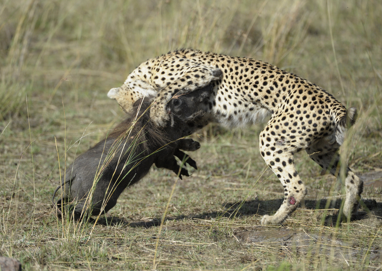 Capture de la proie photo et image | animaux, animaux sauvages, bovidés ...