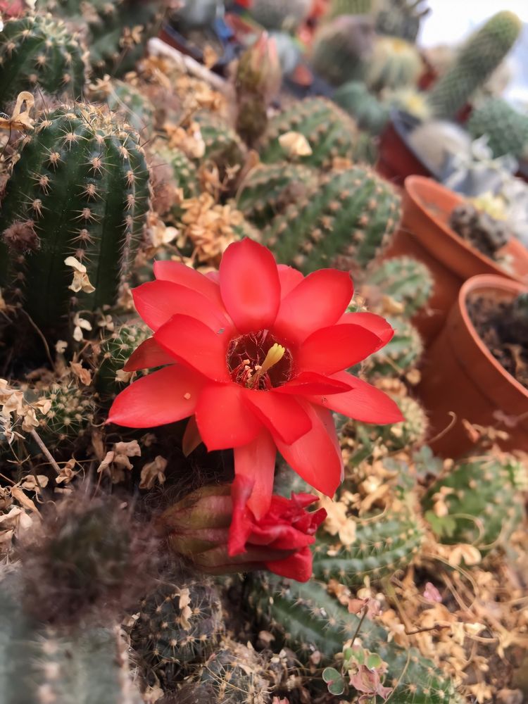 Captus Imagen & Foto | plantas, flores, fotos Fotos de fotocommunity