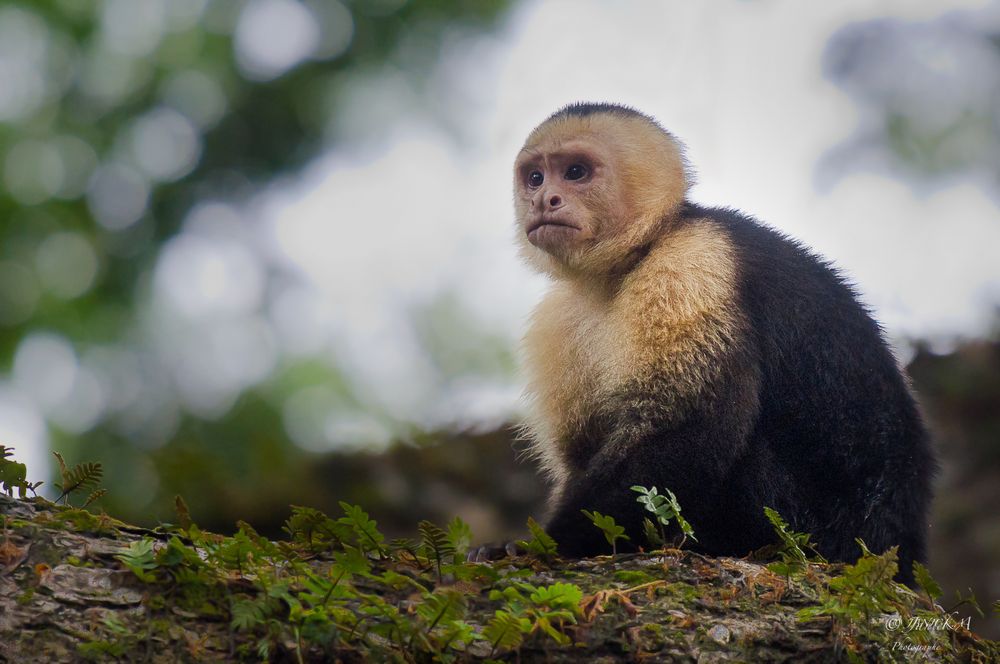 Capucin... photo et image | fotos, nature, world Images fotocommunity