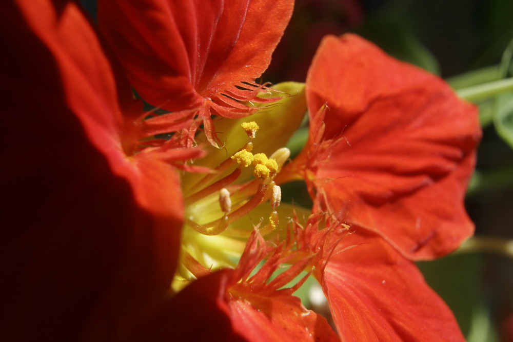 capucine photo et image | jardins, ma passion, nature Images fotocommunity