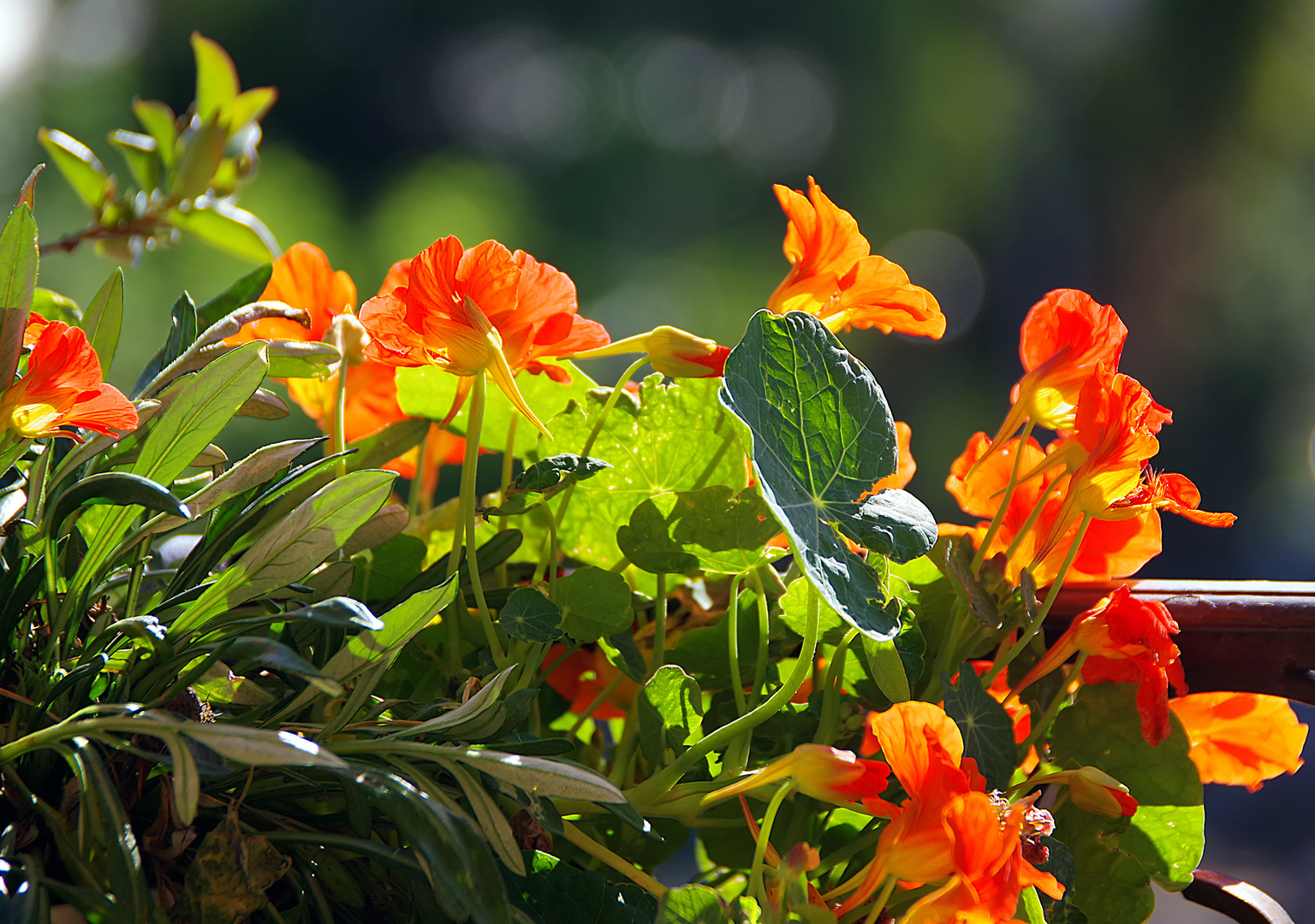 Capucines photo et image | nature, outdoor, fleurs Images fotocommunity