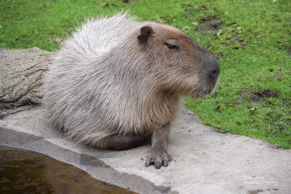 Capybara Foto & Bild | deutschland, europe, nordrhein- westfalen Bilder ...