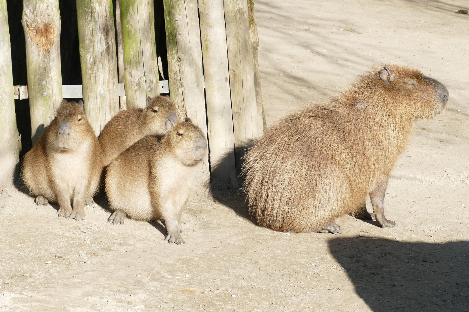 Capybara (6)afzk Foto & Bild | natur, zoo, tiere Bilder auf fotocommunity