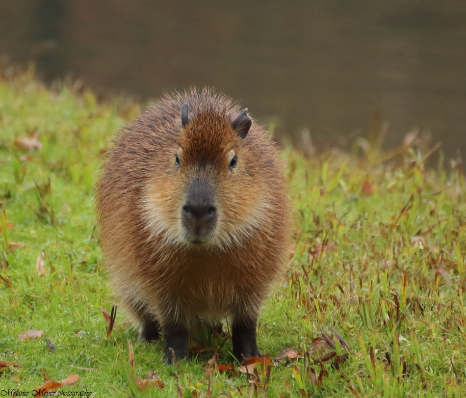 Capybara Foto & Bild | tiere, zoo, wildpark & falknerei, säugetiere ...