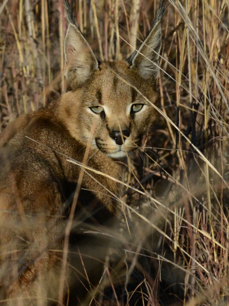 Caracal Foto & Bild | tiere, wildlife, säugetiere Bilder auf fotocommunity
