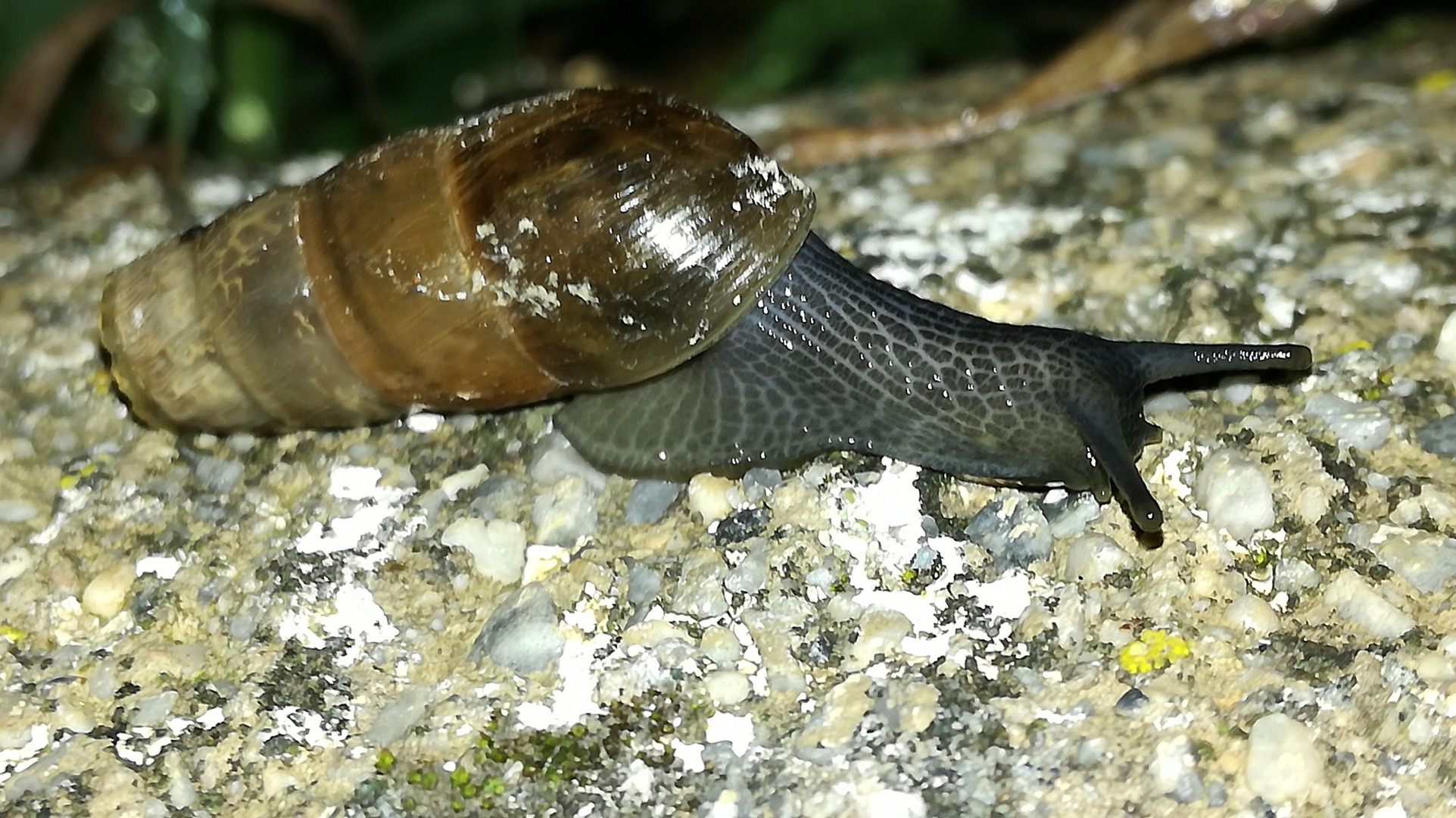 Caracol Imagen & Foto | animales, invertebrados , naturaleza Fotos de ...