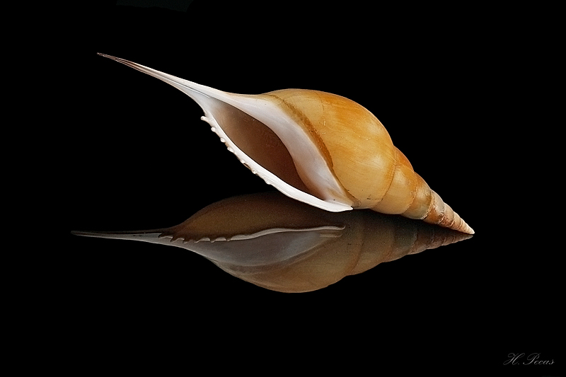 Caracola Imagen & Foto | en casa, especial Fotos de fotocommunity